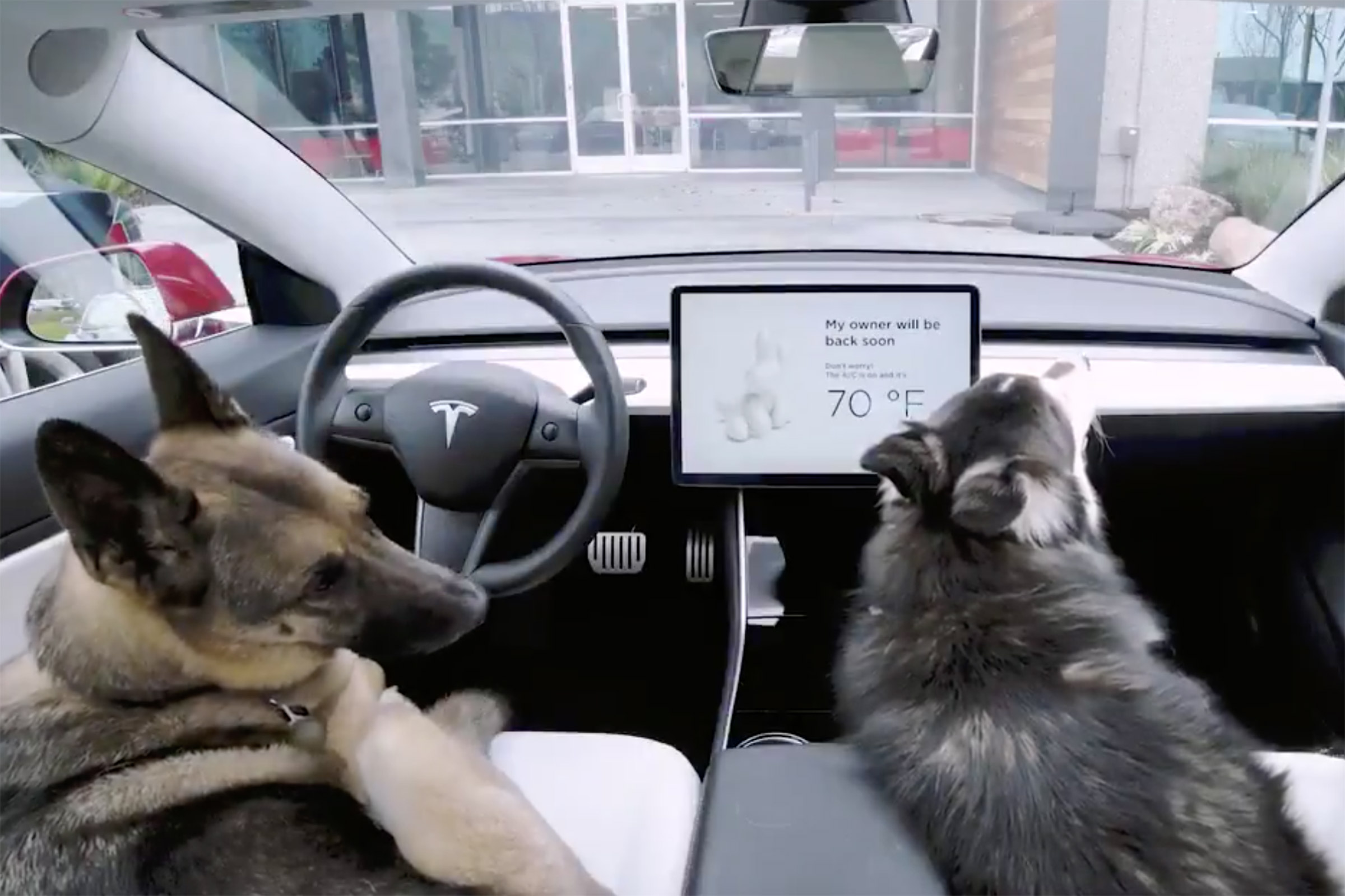 Tesla releases Dog Mode and Sentry Mode updates | Auto Express Tesla releases Dog Mode and Sentry Mode updates | Auto Express